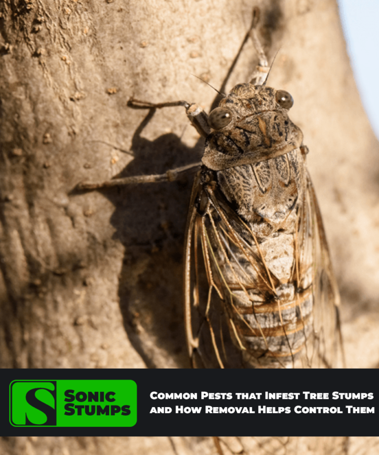 Common Pests that Infest Tree Stumps and How Removal Helps Control Them – Sonic Stumps