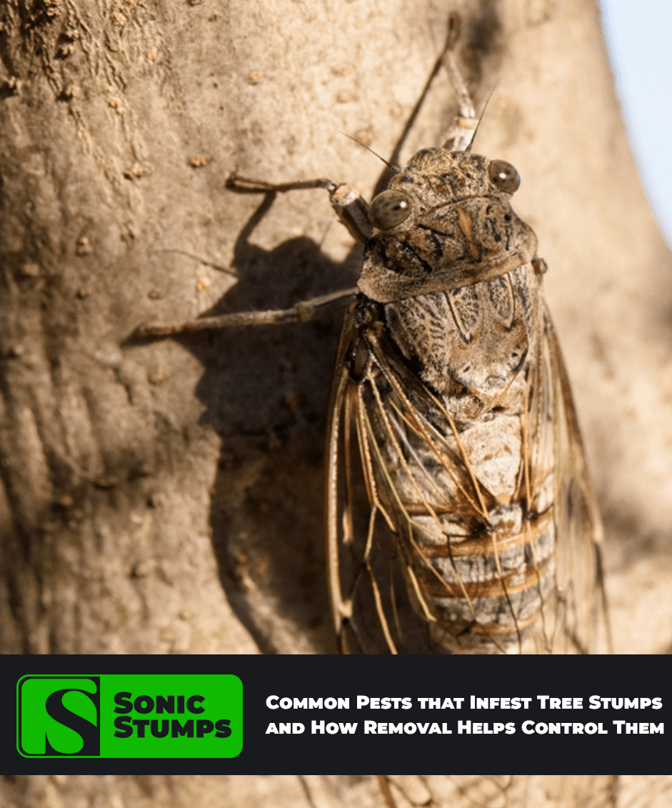 Common Pests that Infest Tree Stumps and How Removal Helps Control Them – Sonic Stumps