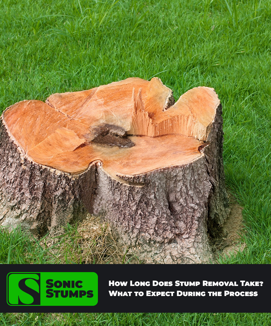 How Long Does Stump Removal Take What to Expect During the Process – Sonic Stumps