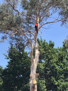 Tree Pruning – Sonic Stumps